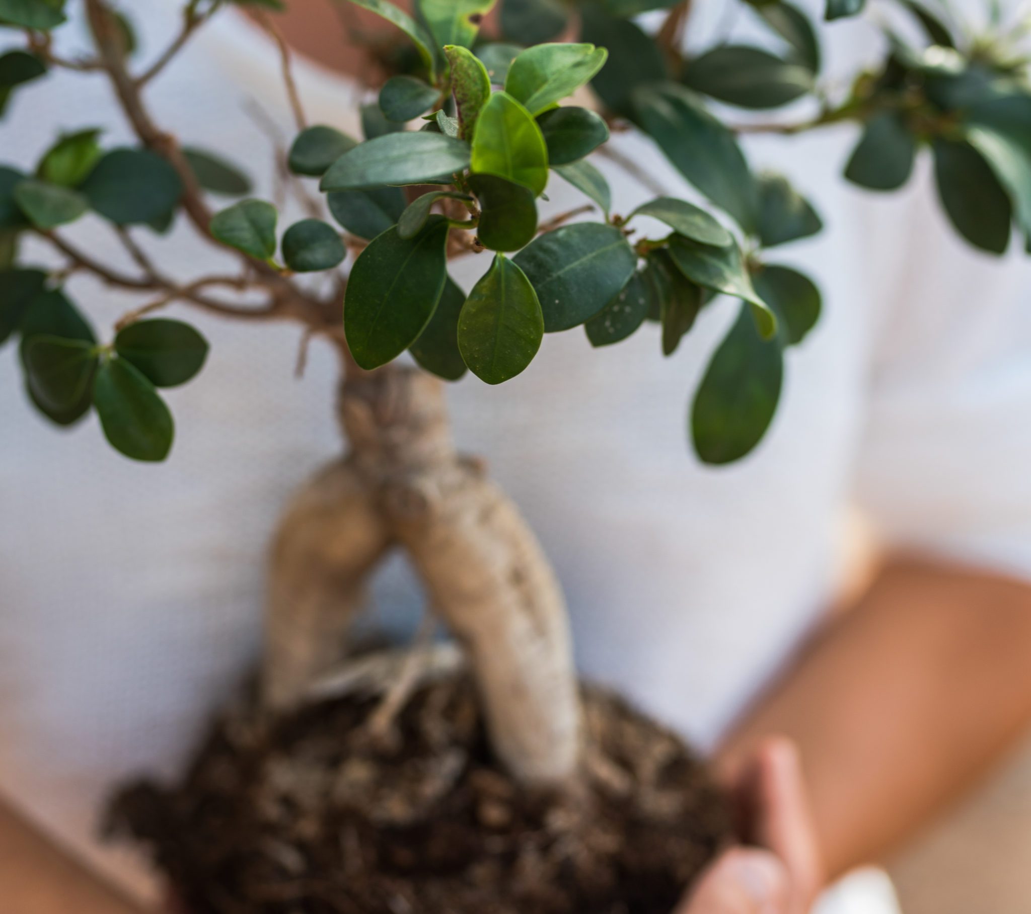 The Definitive Guide to Bonsai Tree Symbolism