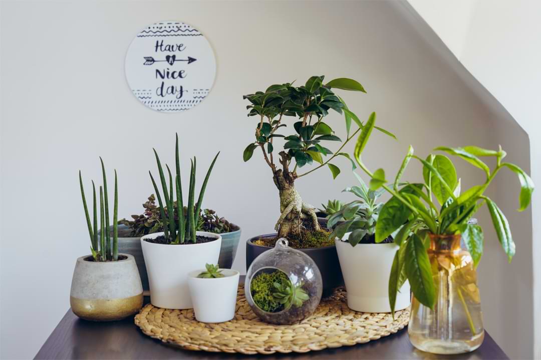 What Does Bonsai Mean?