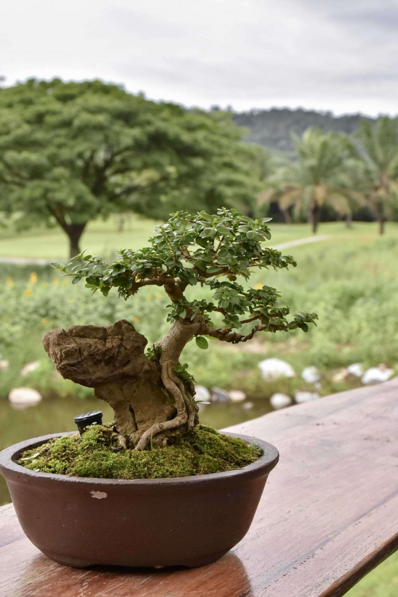 Everything You Need to Know About Bonsai Tree Pots (Literally!)