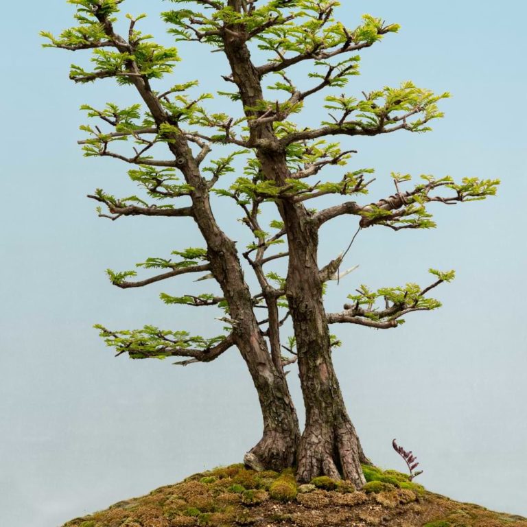 Redwood Bonsai Care + How to Bonsai | Bonsai Resource Center