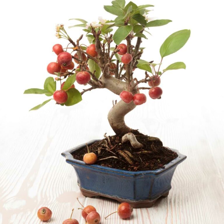 How To Grow Bonsai Apple Tree | Care Guide