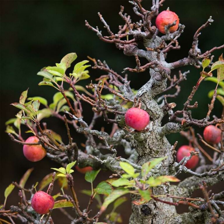 How To Grow Bonsai Apple Tree | Care Guide