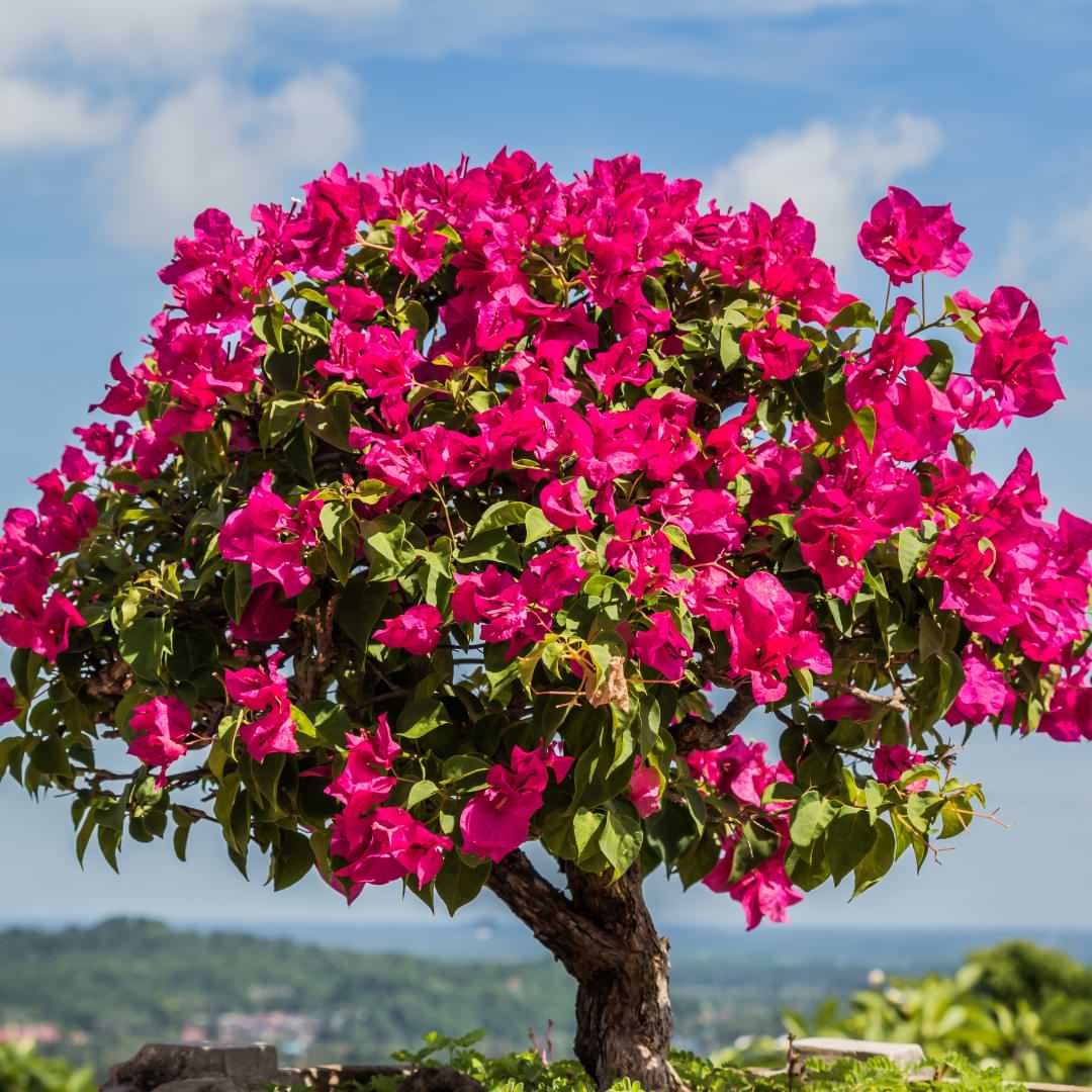 13 Stunning Purple And Pink Bonsai Trees | With Images