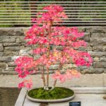 13 Stunning Purple And Pink Bonsai Trees | With Images