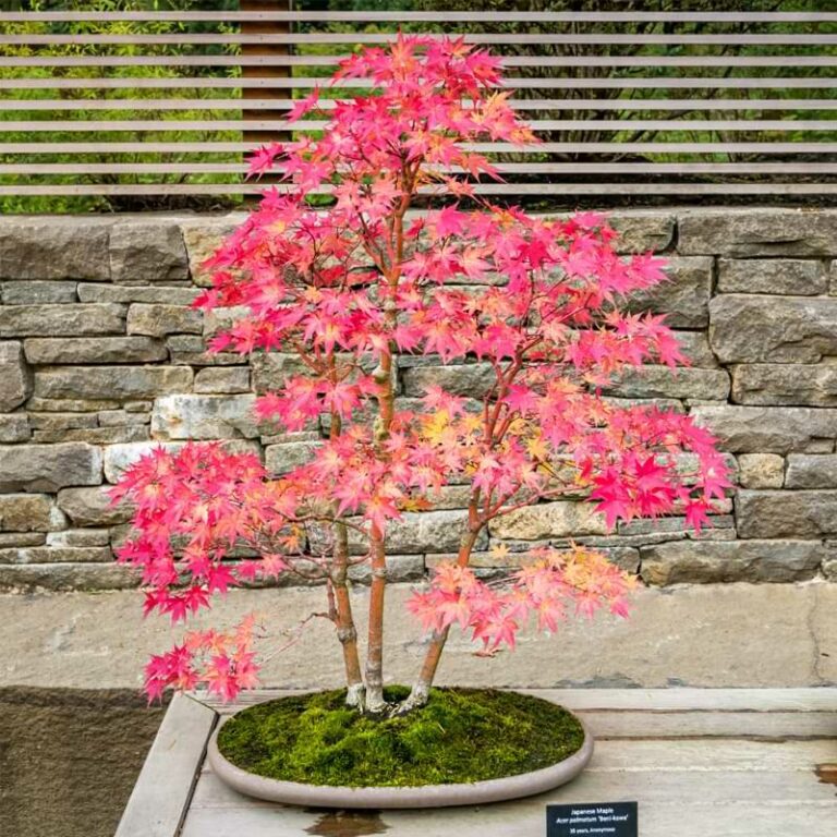 13 Stunning Purple And Pink Bonsai Trees | With Images