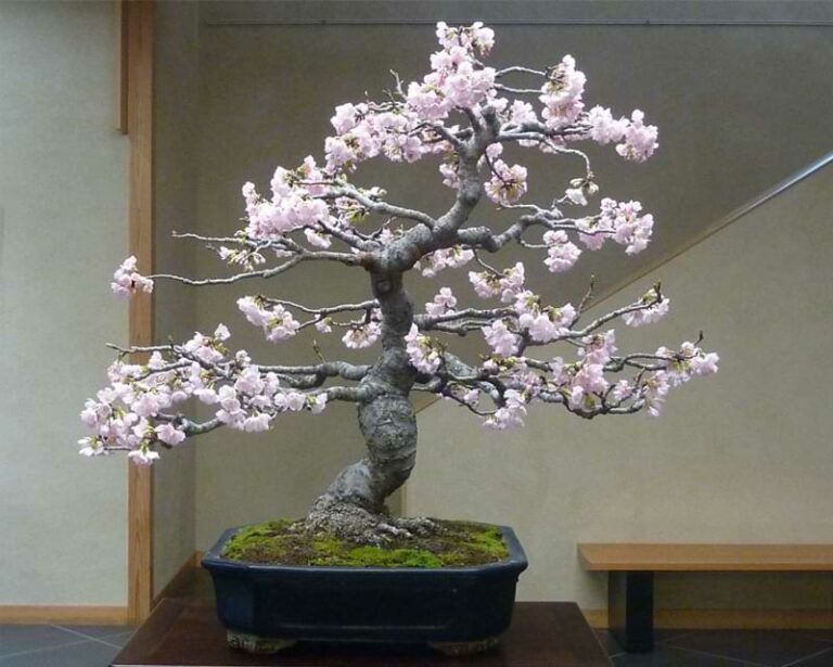 13 Stunning Purple And Pink Bonsai Trees | With Images