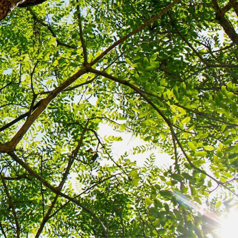 Brazilian Rosewood Bonsai | Pithecellobium tortum