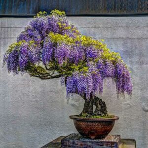 Blue Jacaranda Bonsai Care Guide