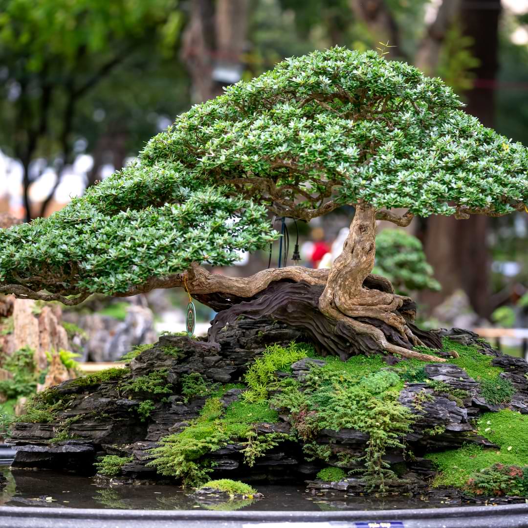 The Ultimate Guide to Bonsai Trees for the Bonsai-Curious